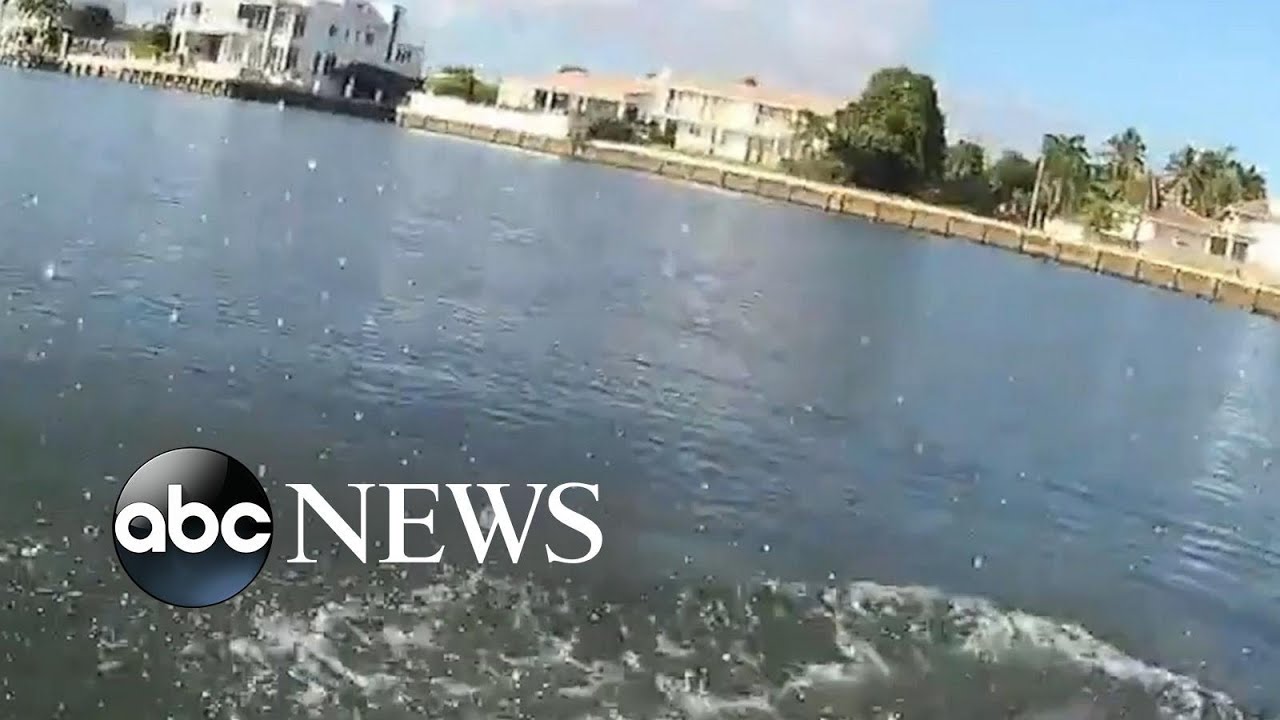 Ensnared dolphin rescued by Florida police officer
