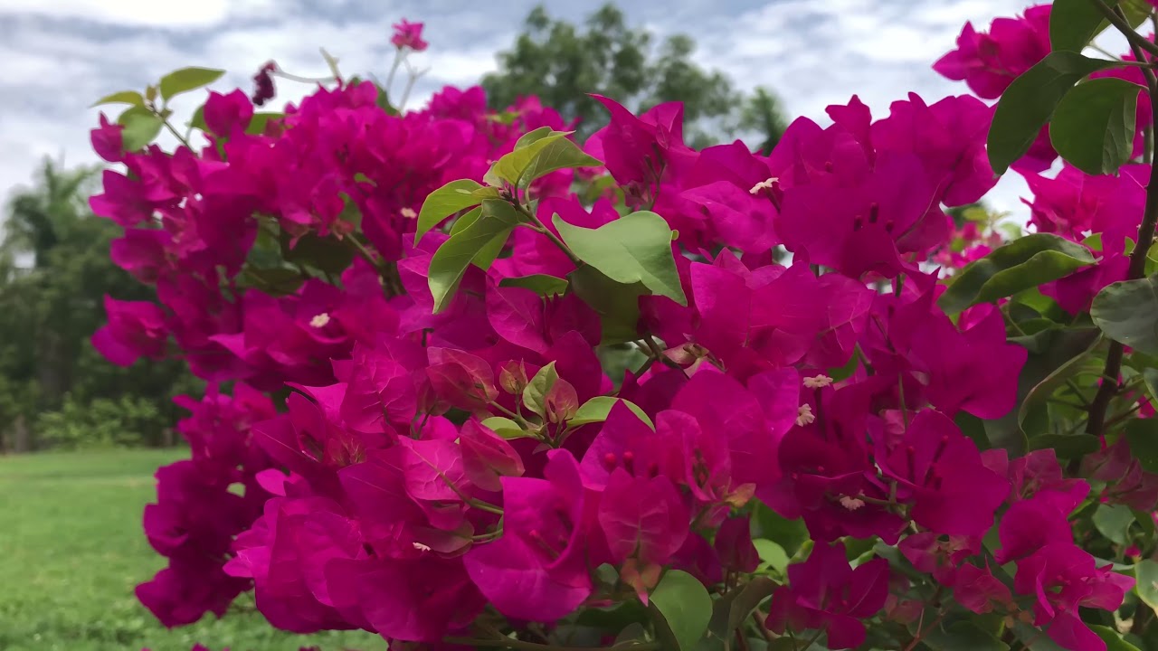 Bougainvillea Flowers Background 4K Royalty Free