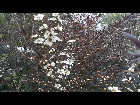 Basic Pruning Tip #10. Pruning a medium sized shrub. Leptospermum 'Starry Night'.