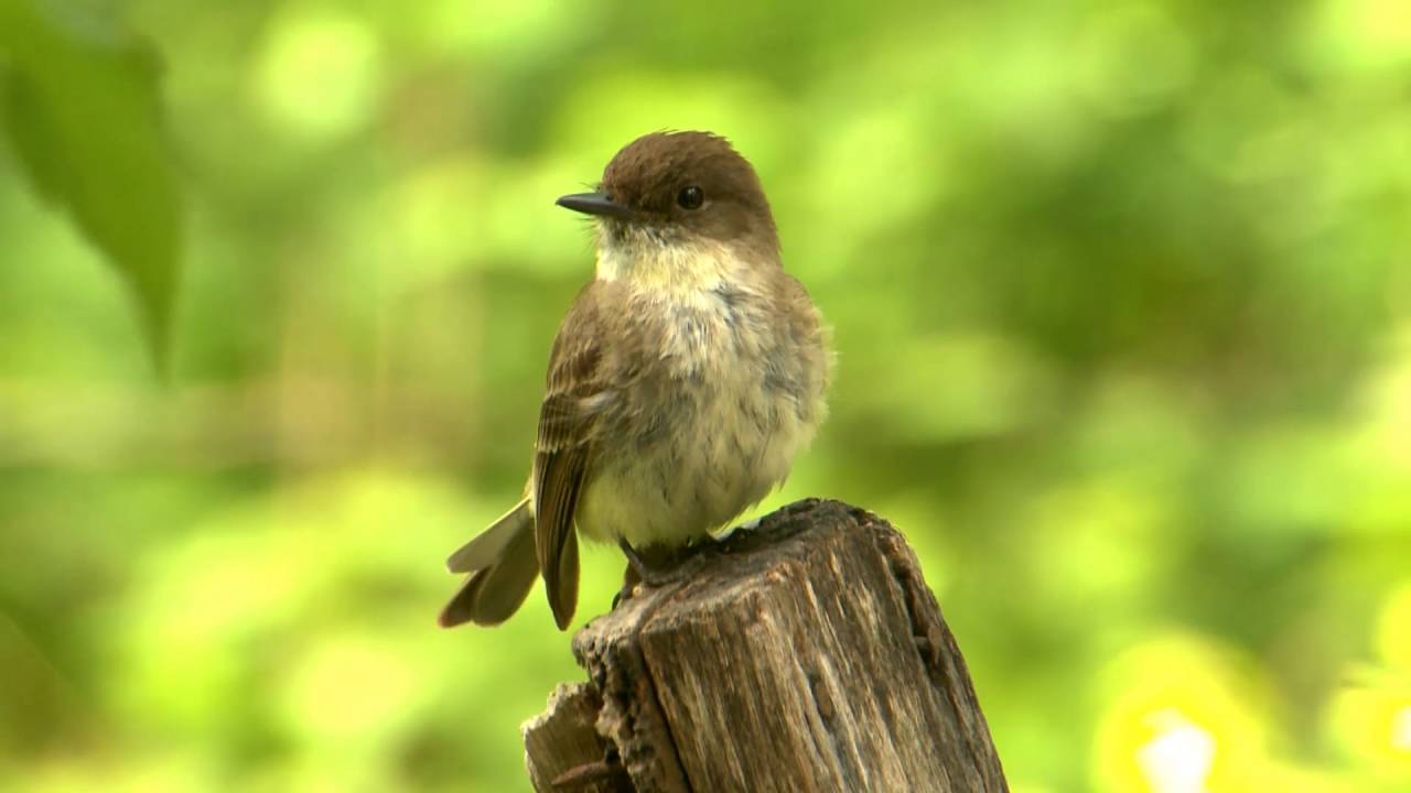 Eastern Phoebe Tail Wagging
