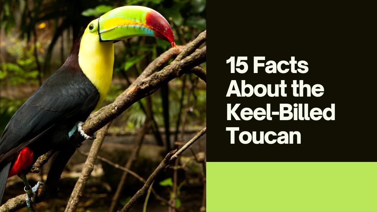 15 Facts about the Keel-Billed Toucan