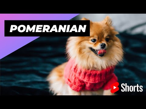 Pomeranian 🐶 One Of The Smallest Dog Breeds In The World #shorts #pomeranian #smalldog