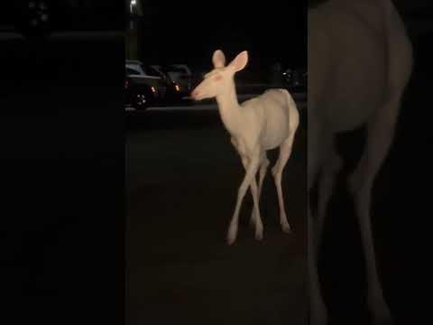 Rare albino deer spotted in Michigan neighborhood