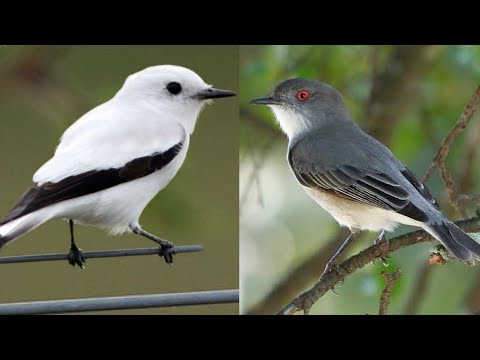 15 birds Name that start with X | Birds starting with “X” | Top 15 birds that staring X
