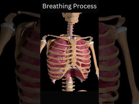 Breathing Process