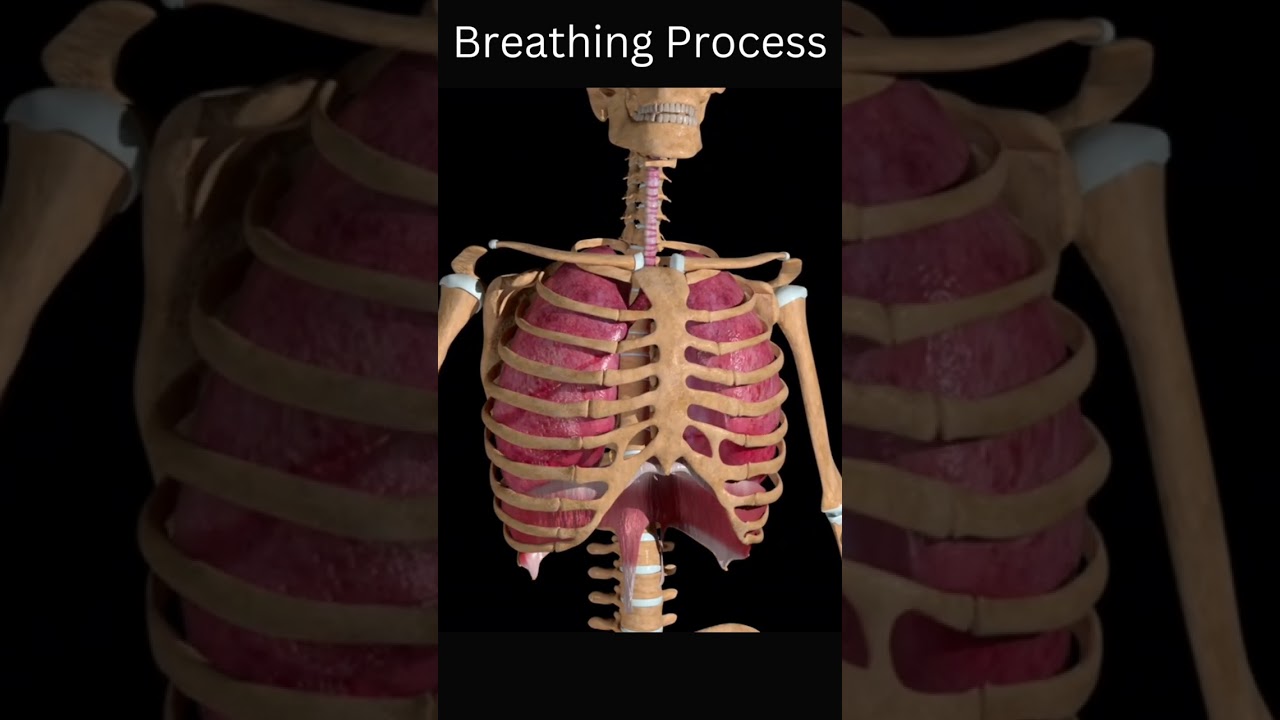 Breathing Process
