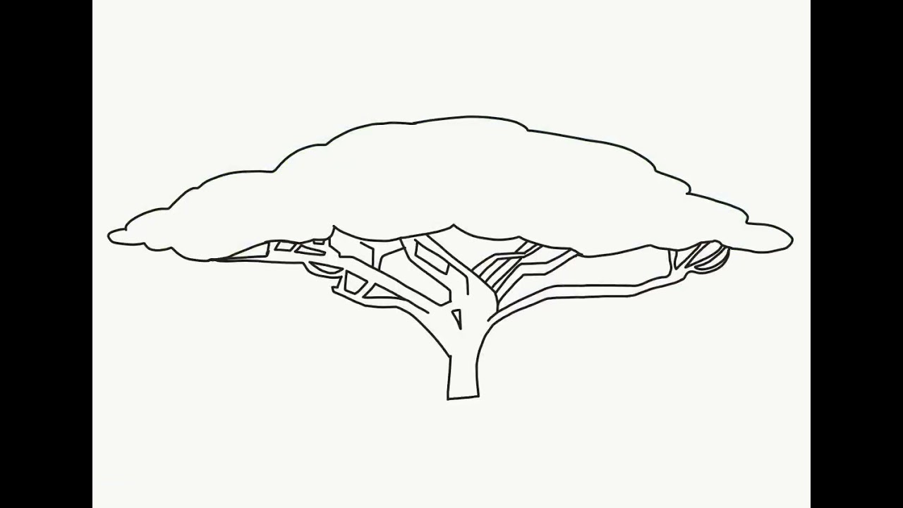 African experimentation: Acacia tree
