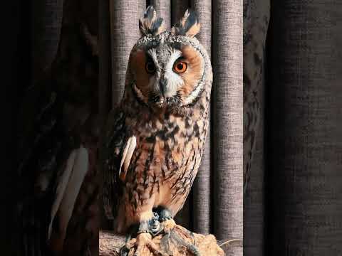 A Wise Old Owl - Learn English For Kids | Exciting Children's Stories Audiobook ( Full Story)