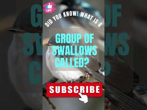 What is a Group of Swallows called? #shorts #shortsvideo #ytshorts