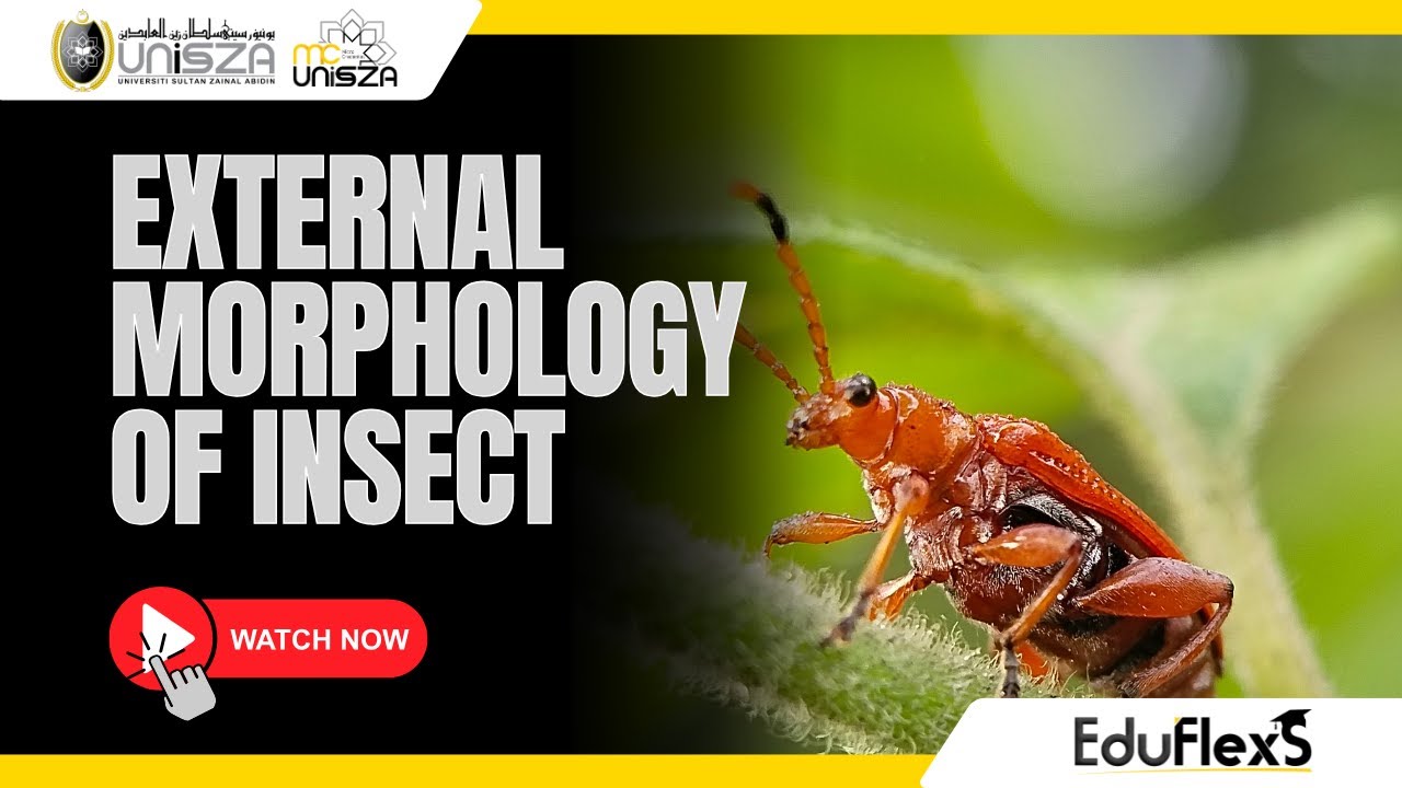 External Morphology of Insects | EduFlexS UniSZA