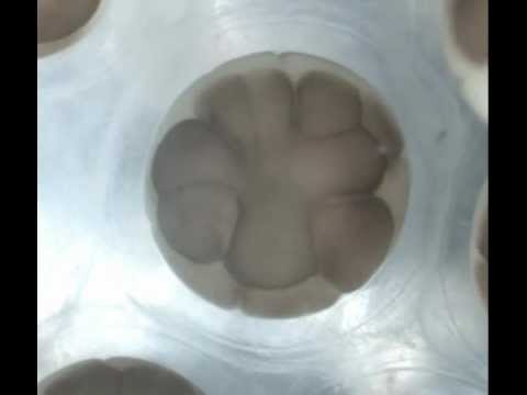 Xenopus laevis early embryo
