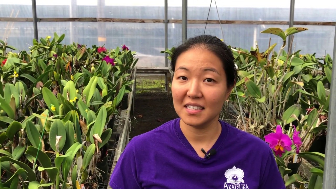 AOG Orchid Pest Identification and Treatment