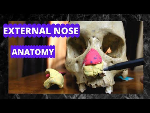 040. Anatomy of Nose #nose #noseplasticsurgery