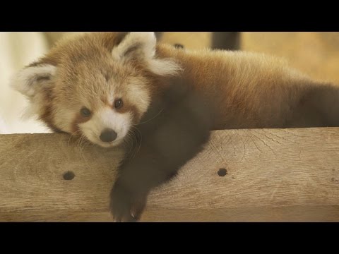 Why Do Red Pandas Have Large Tails? | Kevin's Walk on the Wild Side