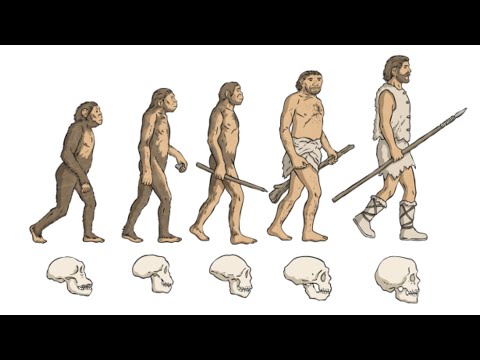 Artificial Selection and Evolution
