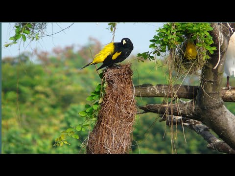 Yellow-rumped cacique Nesting