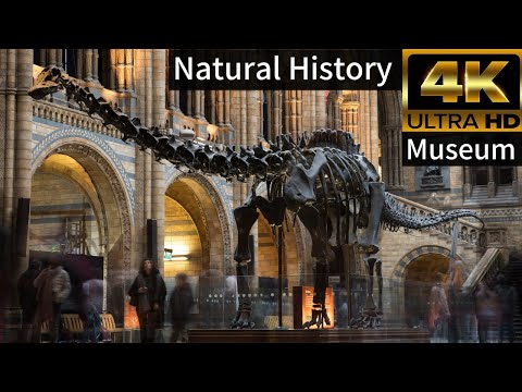 “Natural History Museum London | Ultimate Tour & Must-See Exhibits”
