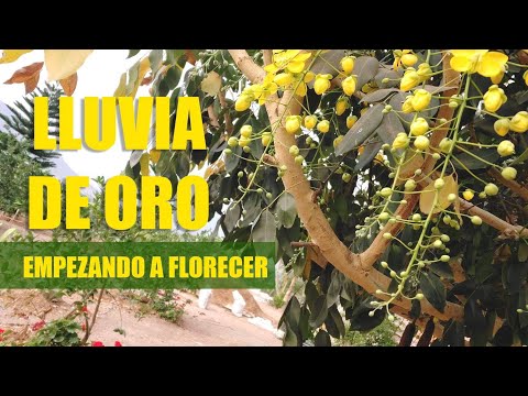 Arbol lluvia de oro, Cassia fistula Todo lo que necesitas saber de el..