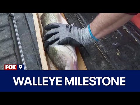 Minnesota DNR marks walleye milestone