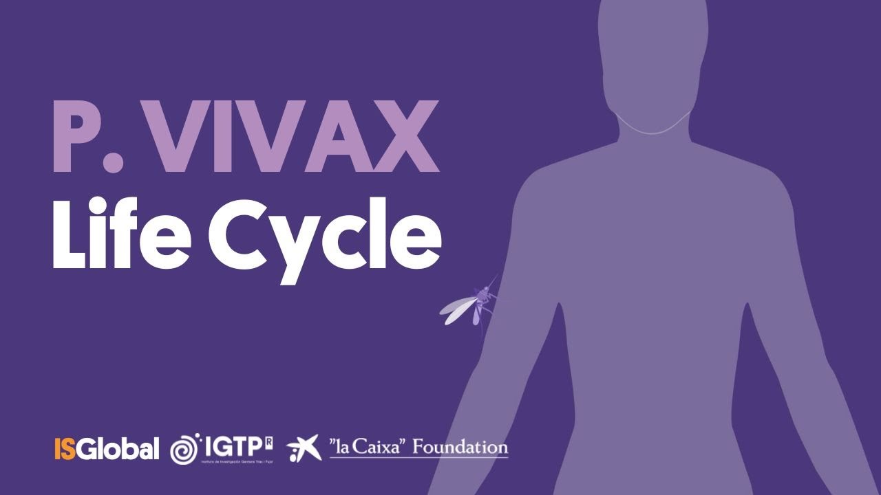Plasmodium Vivax Life Cycle