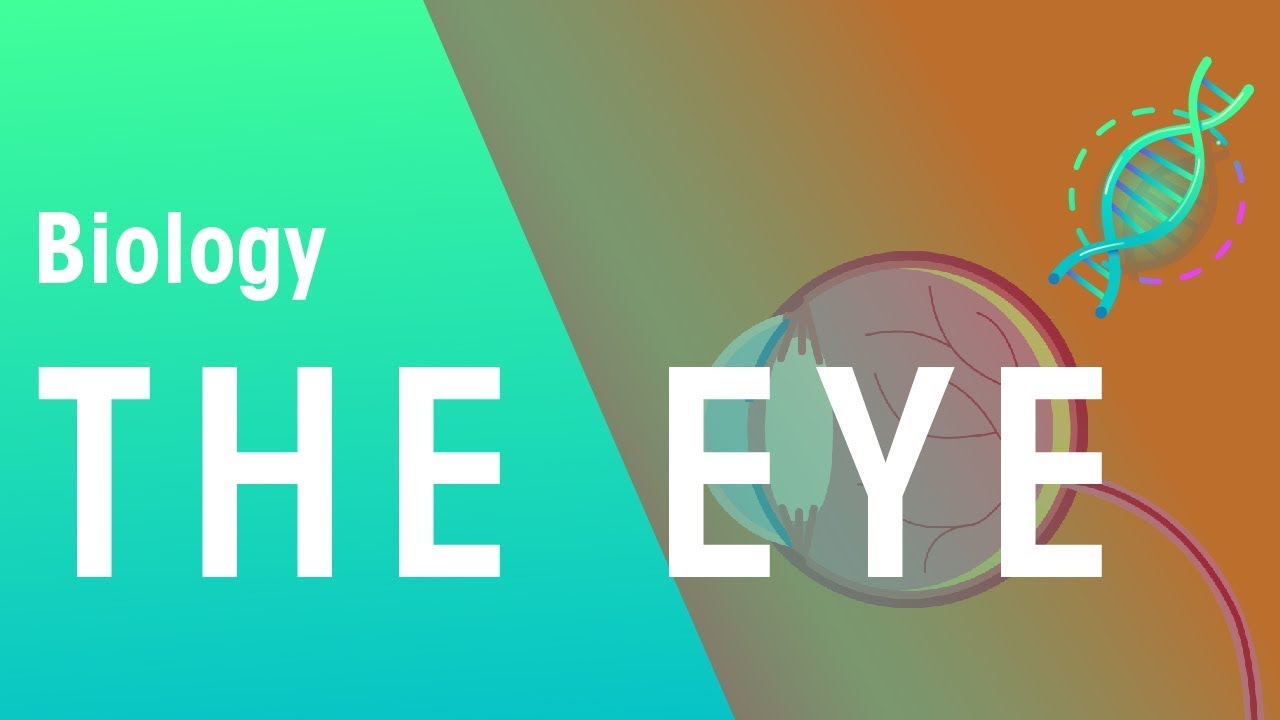The Eye | Physiology | Biology | FuseSchool