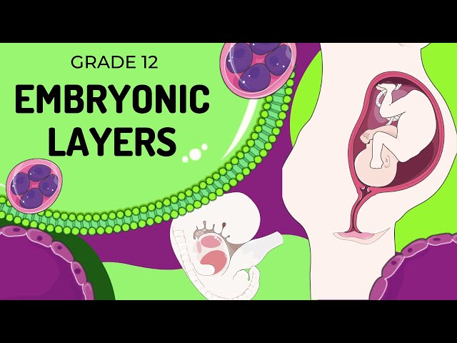 Understanding Gestation: The Development of Embryonic Layers and ...