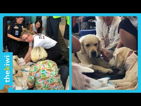 Service dog gives birth at International Airport