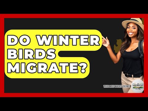 Do Winter Birds Migrate? - The Midwest Guru