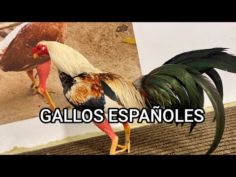 Gallos españoles #gallosespañoles