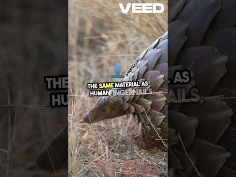 Fascinating Facts About Pangolins!