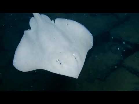 Skate Fish | Overview, Size, Facts and Recipes of Skate Fish 2020