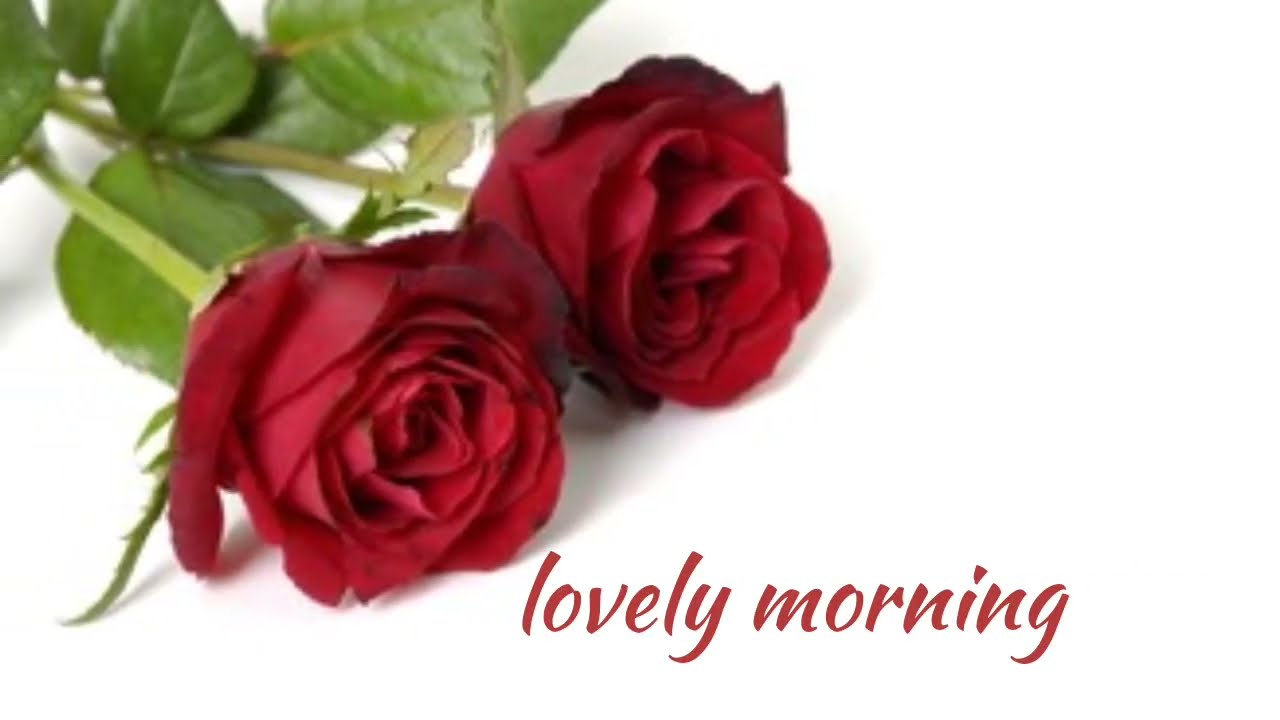Good morning with Red Roses
