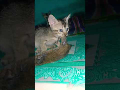 kitten bring dead rat😱 #funny🤣 #cute #ytshorts #shorts❤️🔥 #cuteanimals #catlovers #wildanimals