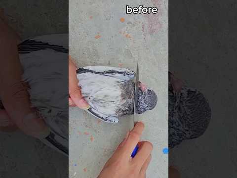 New trick lakwa wala kabbutar k lia???????? || #ytshorts #pigeon #kabootar #youtubeshort #pigeonlover #pet