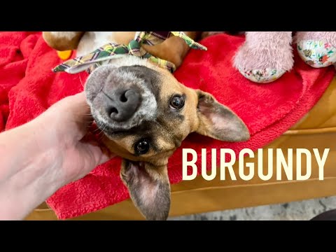 Dog for adoption - Burgundy French Vacation, a Black Labrador Retriever ...