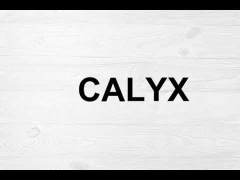 How To Pronounce Calyx