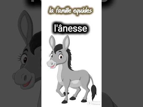 animals : the equine family #apprendre #vocabulaire #animaux #vocabulary #animal #french #learn