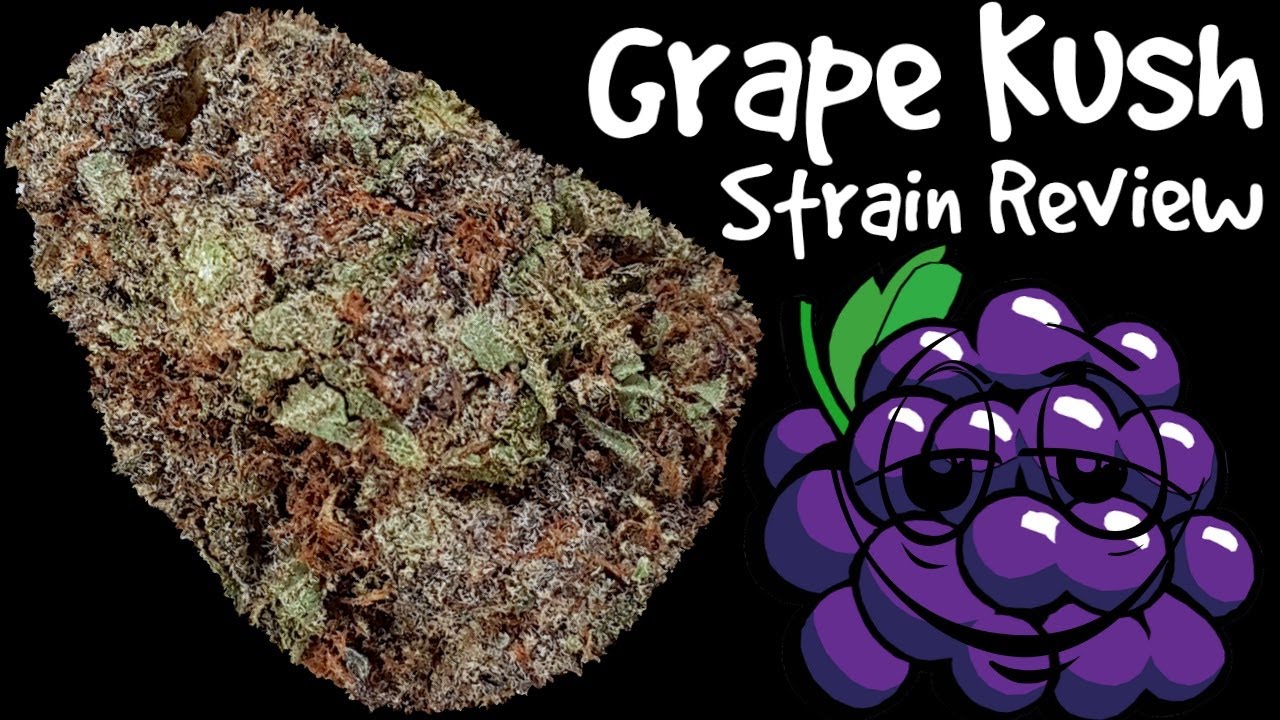 Grape Kush OFFICIAL Strain Review 🍇🍇🍇
