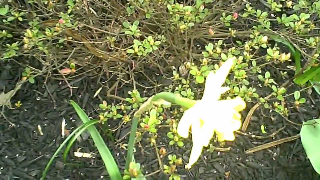 Tessa's flower video