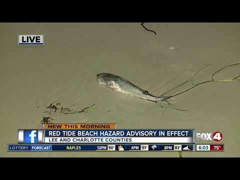 New red tide warning in effect in Lee and Charlotte counties