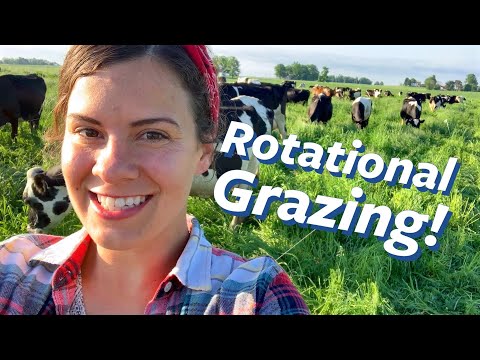How to graze Cows with Chickens | Julia Gasser