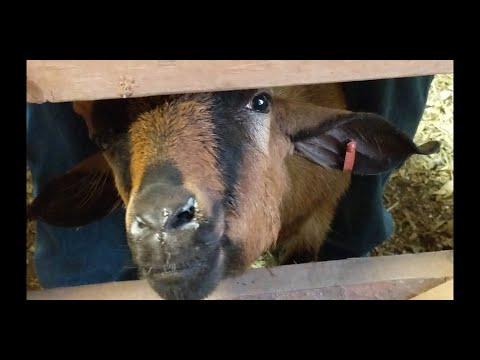 Sick Goats But They Have Names!