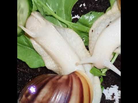 Giant African Snails الحلزون الافريقي