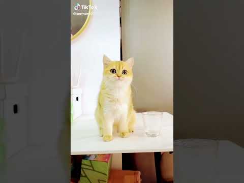 Funny Cat Video 🤣🤣 #cat #catfunny #funny #funnycats