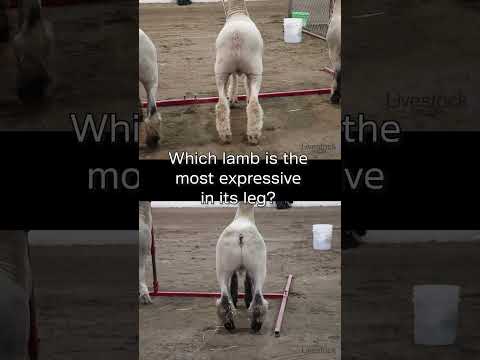 Livestock Judging - Expressive in Leg #livestockjudging