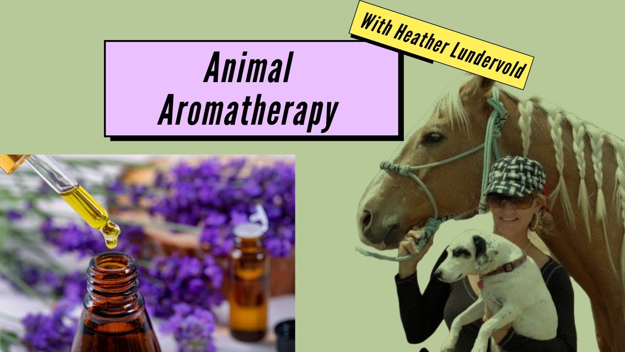 Animal Aromatherapy Interview with Heather