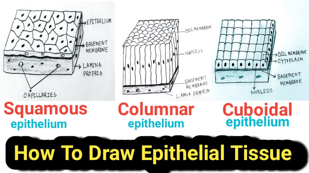 How to Draw Epithelial tissue Easy / Epithelial tissue drawing