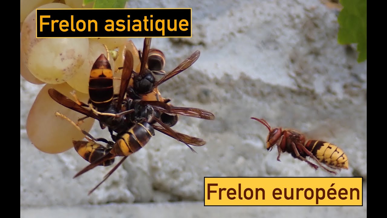 Frelon oriental : gare à cette espèce plus invasive que le frelon ...