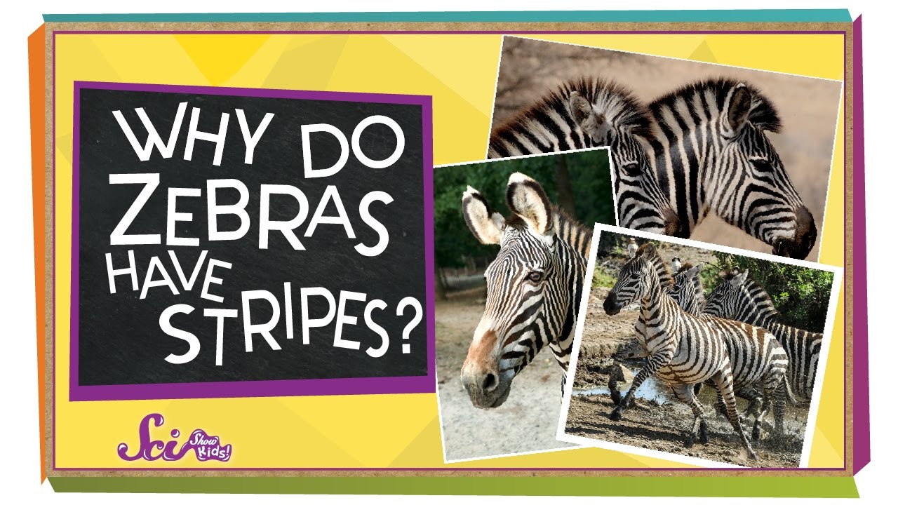 Why Do Zebras Have Stripes? | Animal Science for Kids