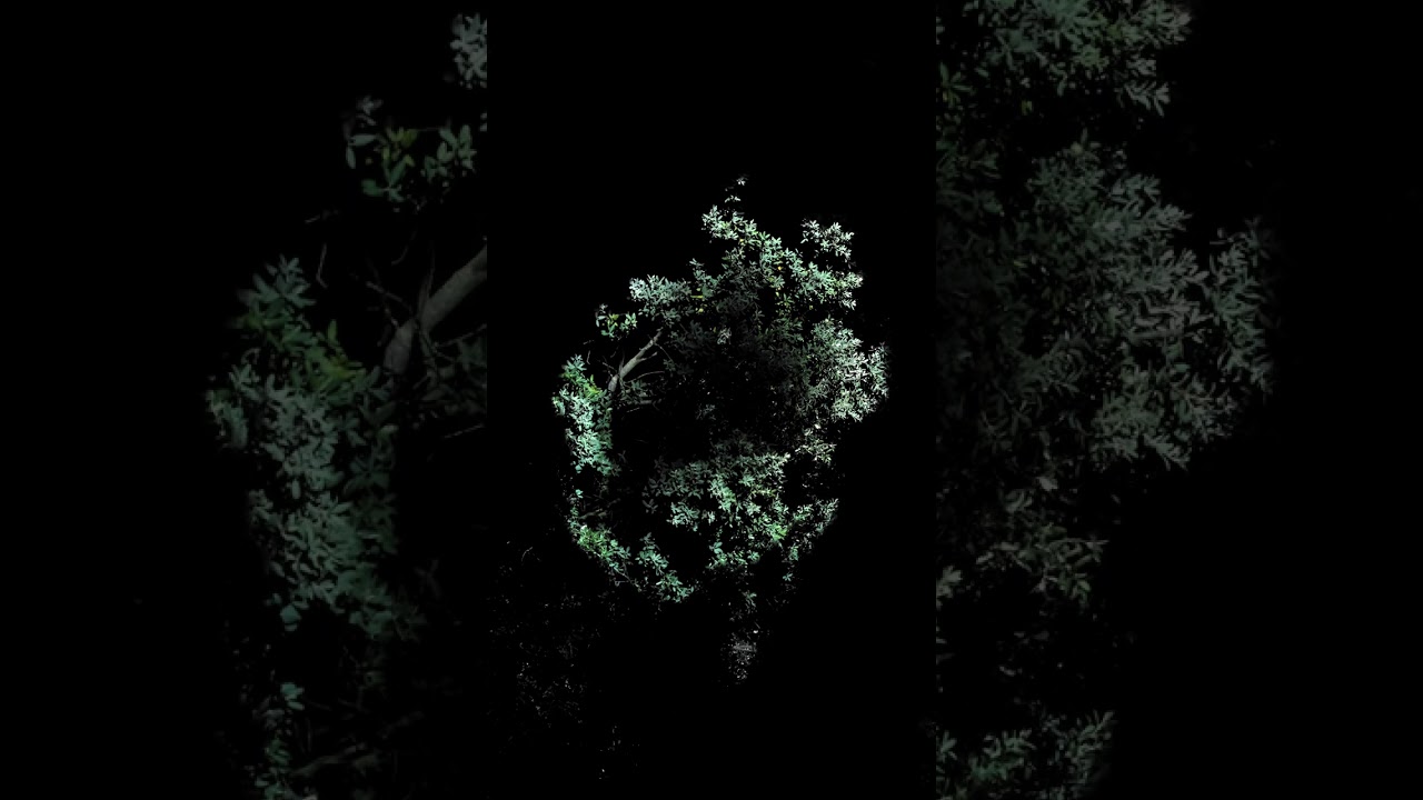 Canopy Scan - Environmental Projection